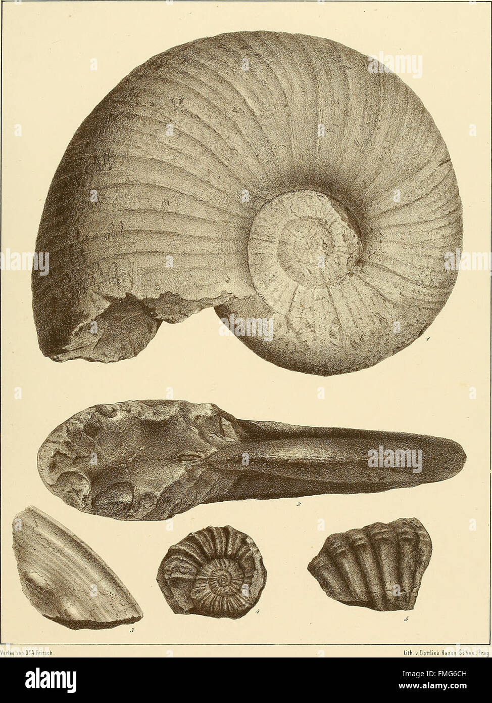 This 1872 study focuses on cephalopods from the Bohemian Chalk ...