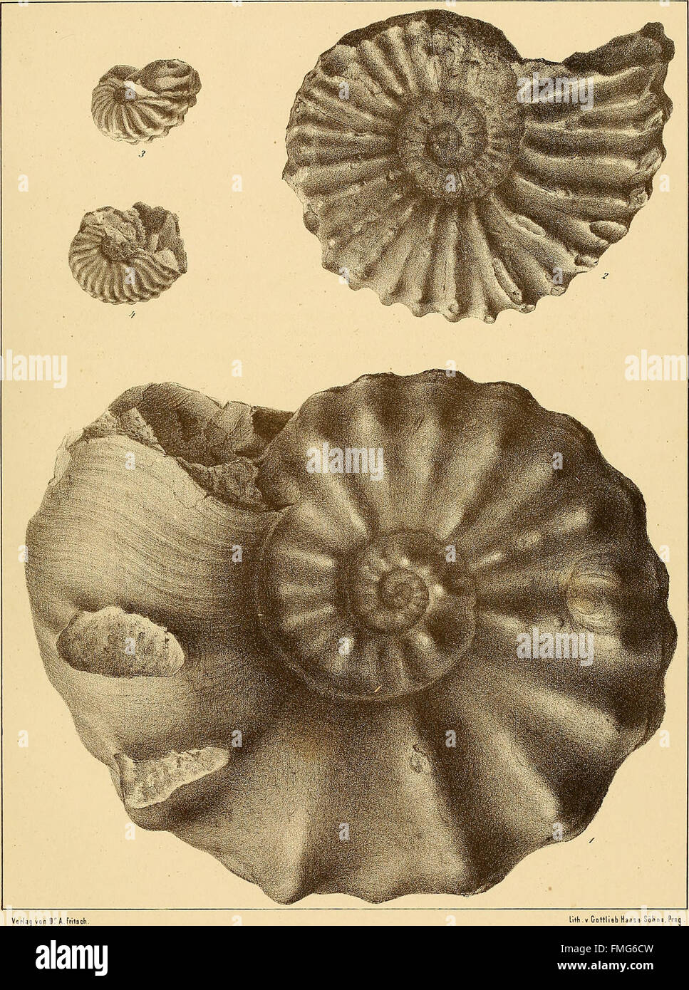 *Cephalopoden der Böhmischen Kreideformation* (1872) is a ...