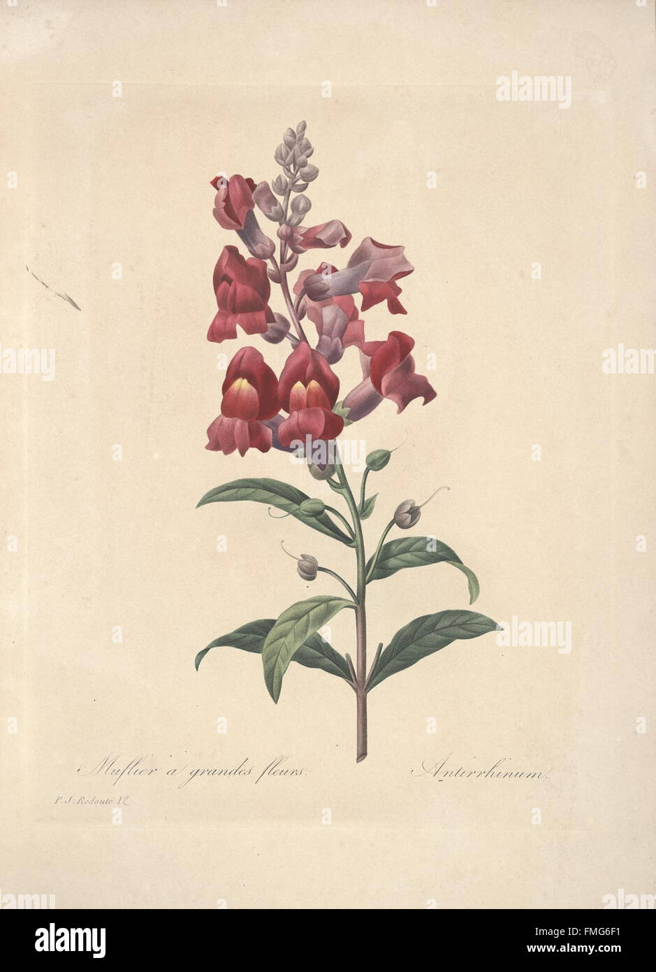 Plate 12 of 'Choix des plus belles fleurs' showcases some of the most ...