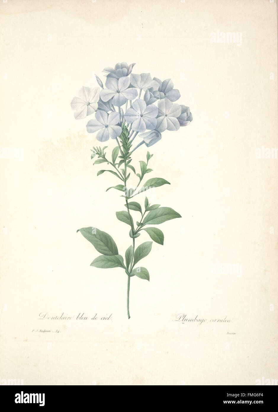 Plate 14 from 'Choix des Plus Belles Fleurs' showcases stunning ...