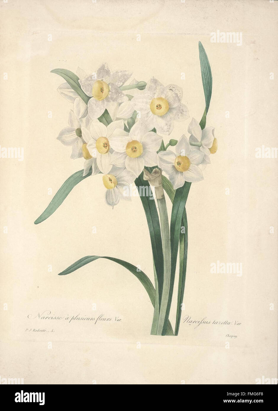 Plate 5 from *Choix des plus belles fleurs* features a selection of the ...