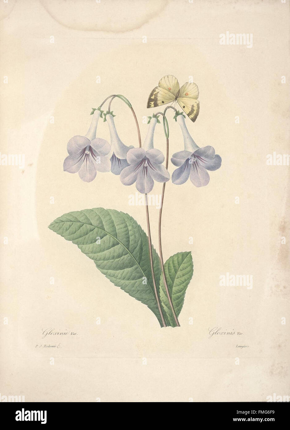 Plate 6 from *Choix des plus Belles Fleurs* showcases beautifully ...