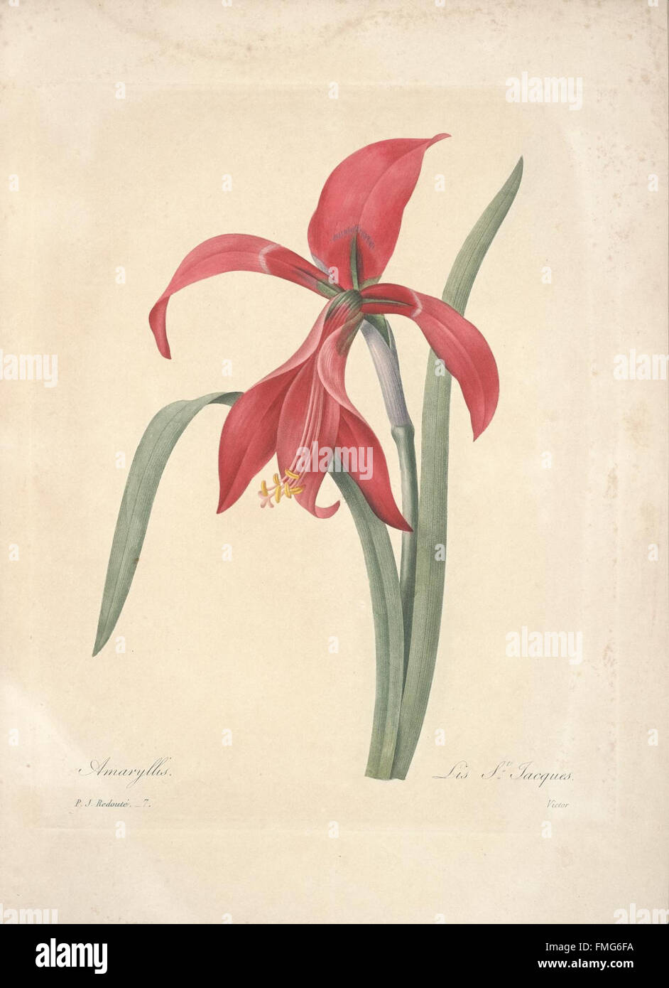 Plate 7 from 'Choix des plus belles fleurs' presents a selection of the ...