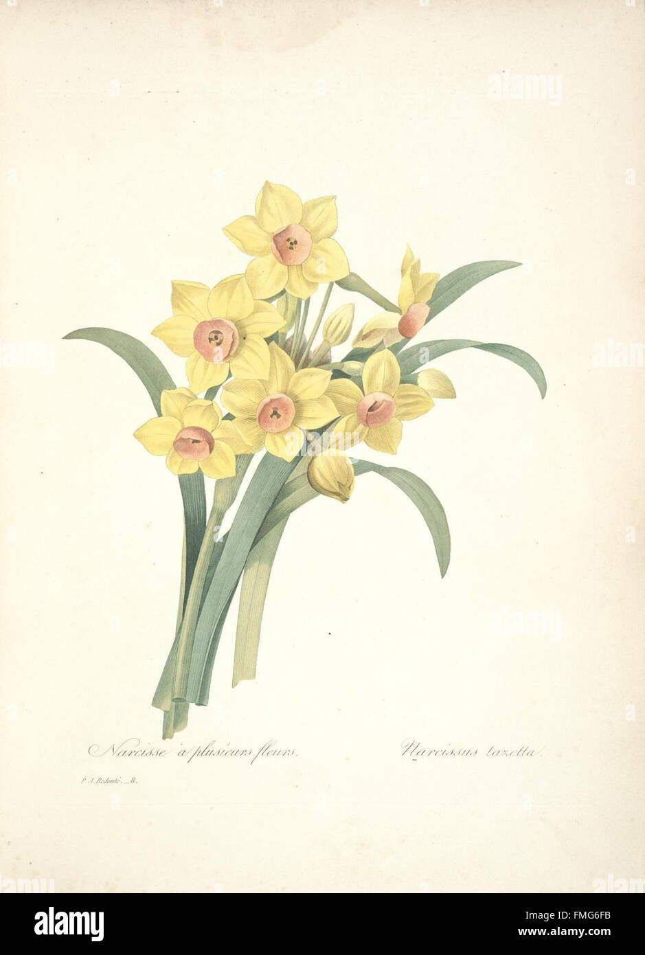 Plate 8 from 'Choix des plus belles fleurs' features illustrations of ...