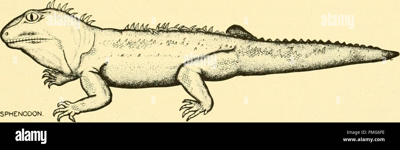 This 1939 work on chordate anatomy offers detailed illustrations and ...