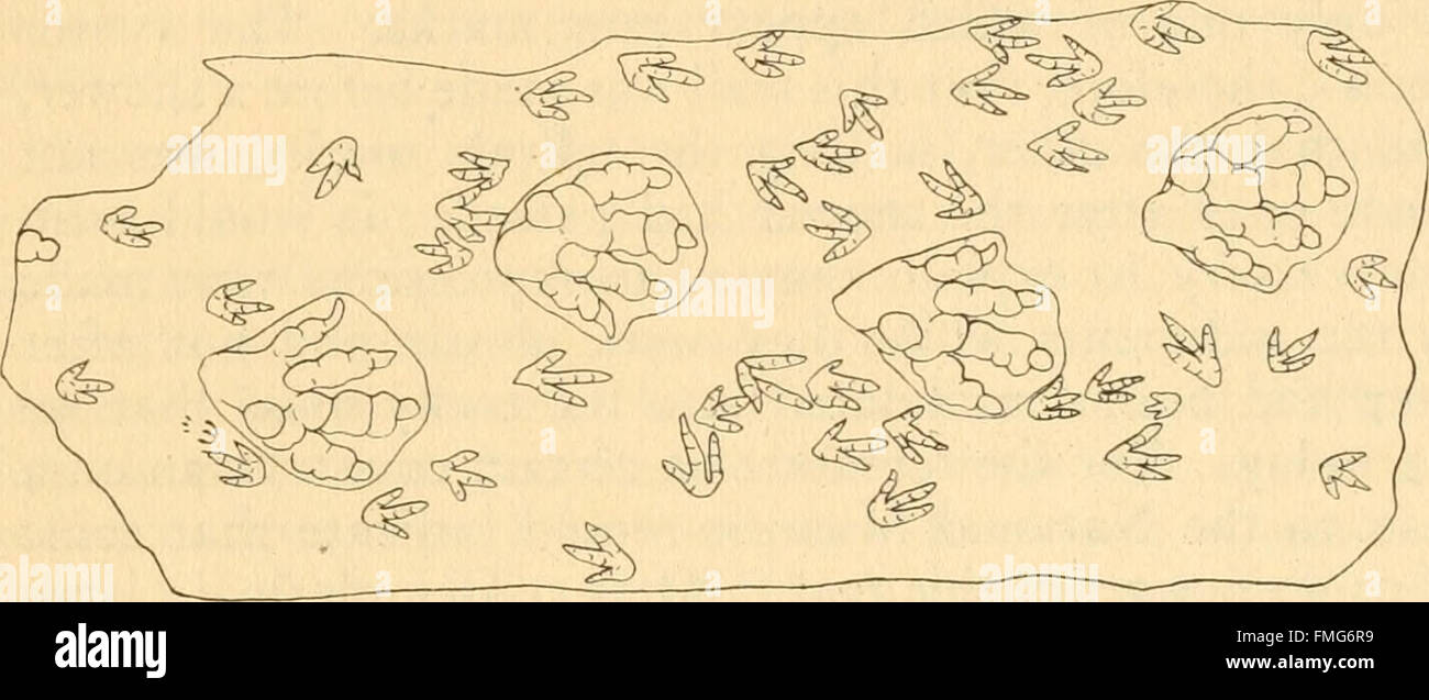 'Cold-Blooded Vertebrates - Part I. Fishes' (1930) focuses on the study ...