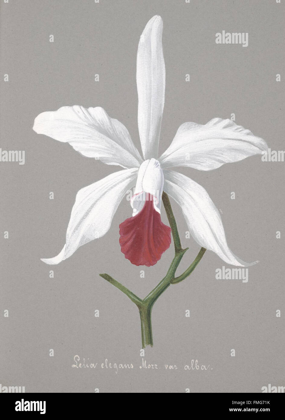 'Collection d'orchidées' features detailed illustrations of various ...