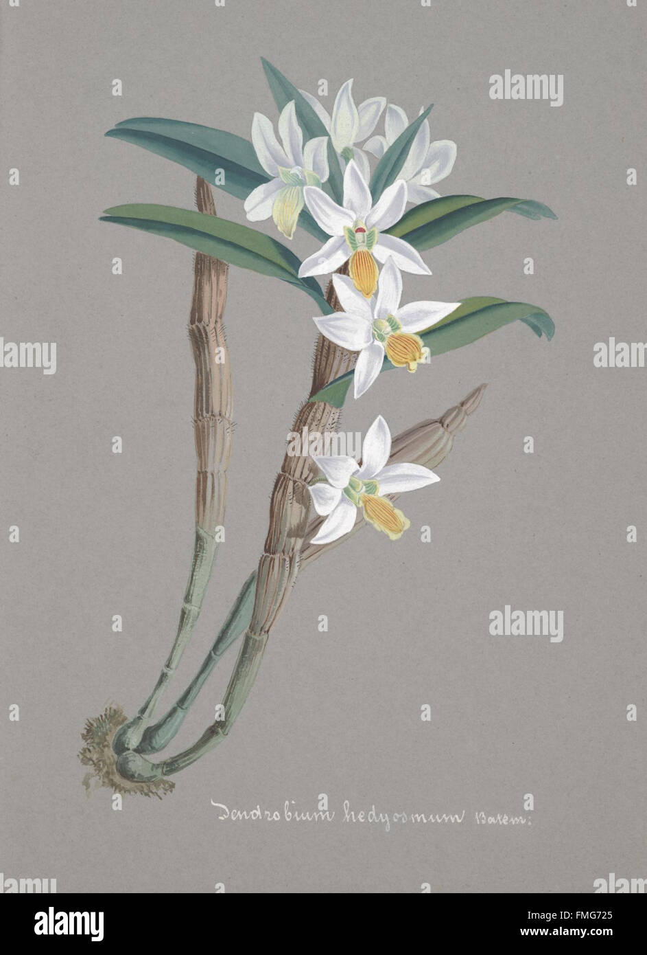 Plate 22 from 'Collection d'orchidées' showcases a variety of orchid ...