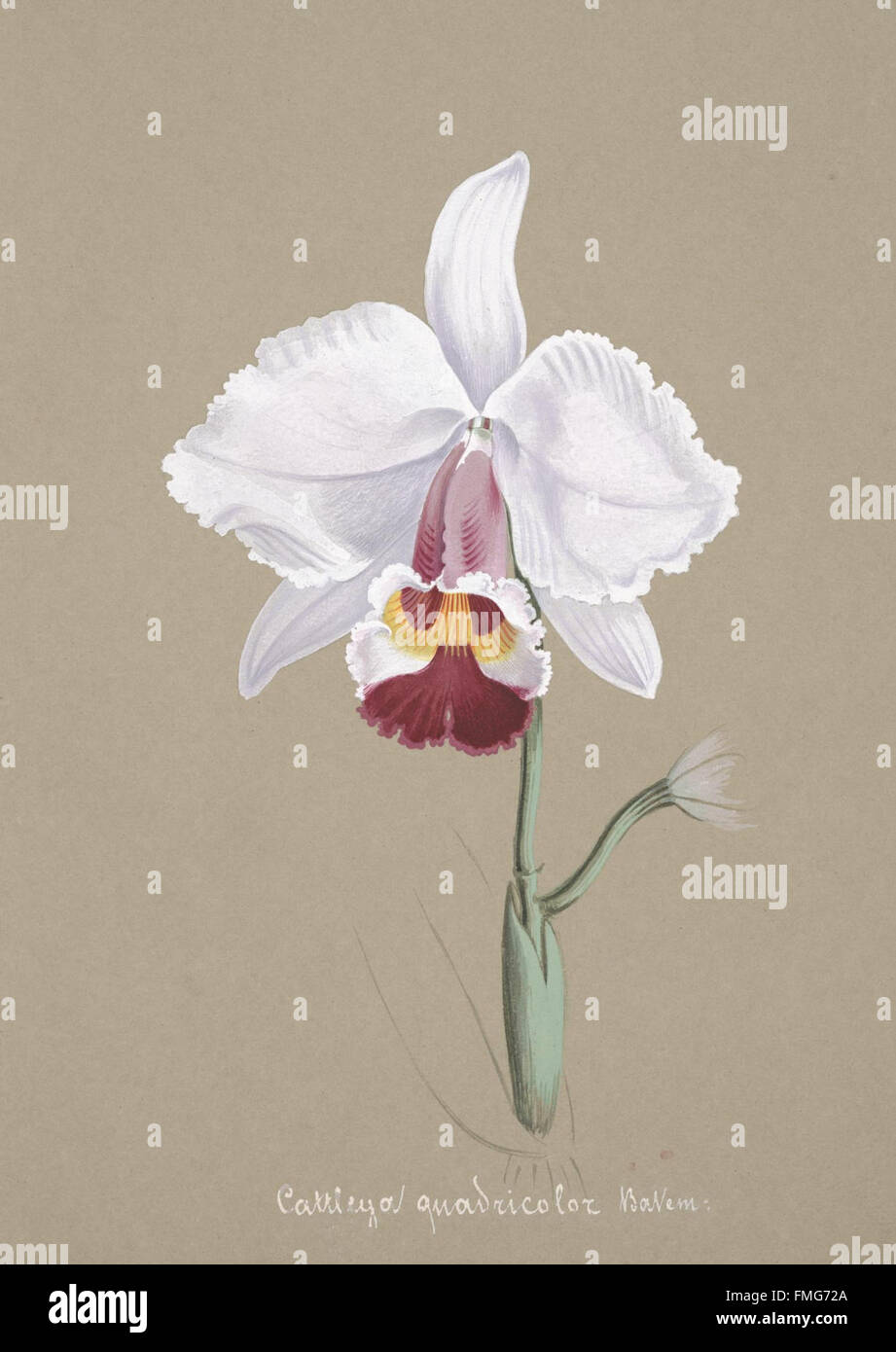 Peter h raven library orchidaceae orchidaceae in art pictorial works hi ...