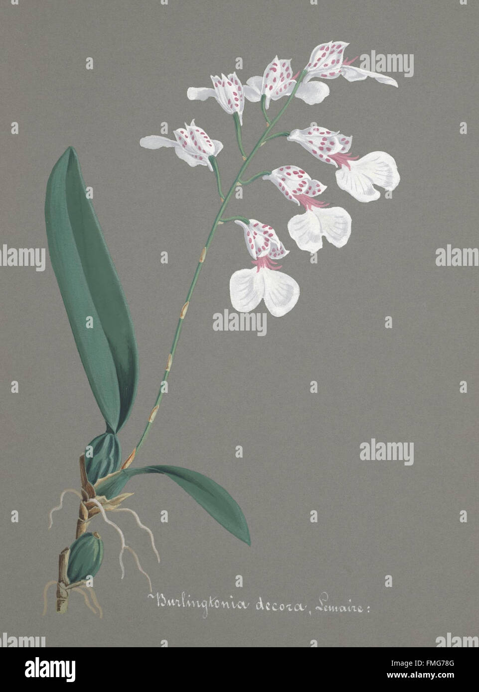Various floral anatomy details hi-res stock photography and images - Alamy