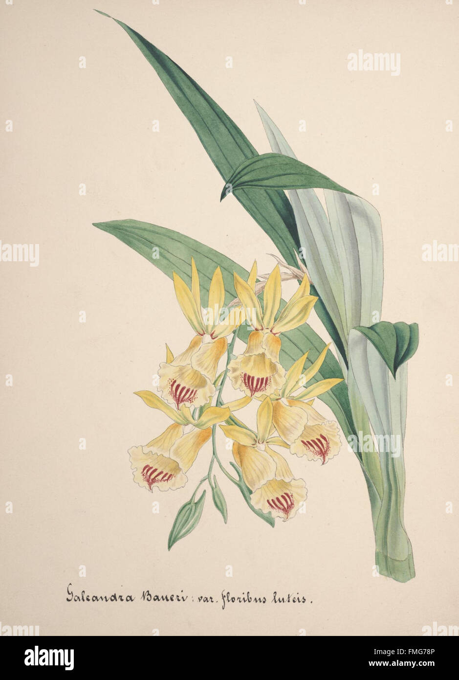 This plate from 'Collection d'Orchidées' features a selection of orchid ...