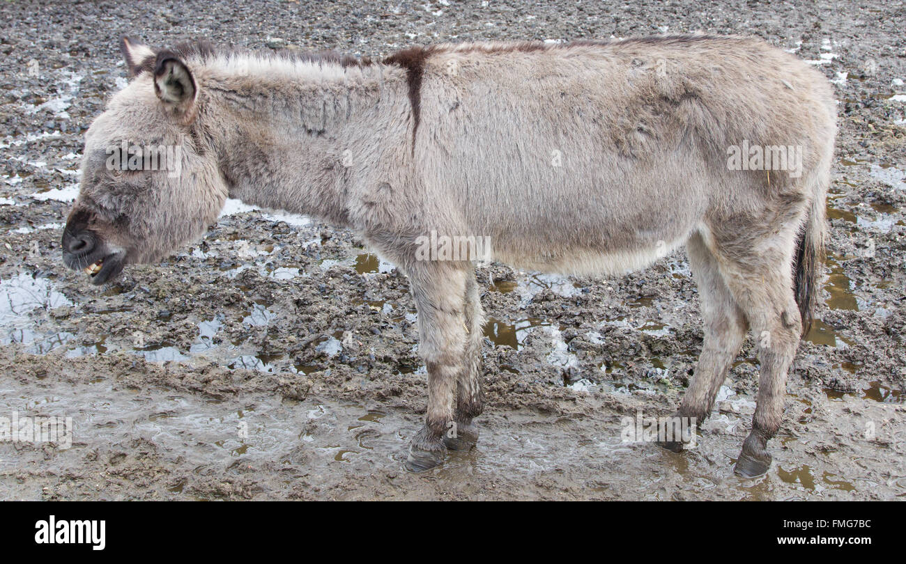 Donkey in the field a wet day Stock Photo - Alamy