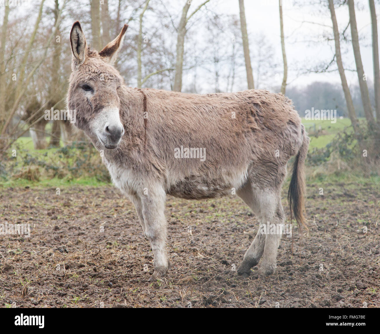Donkey in the field a wet day Stock Photo - Alamy