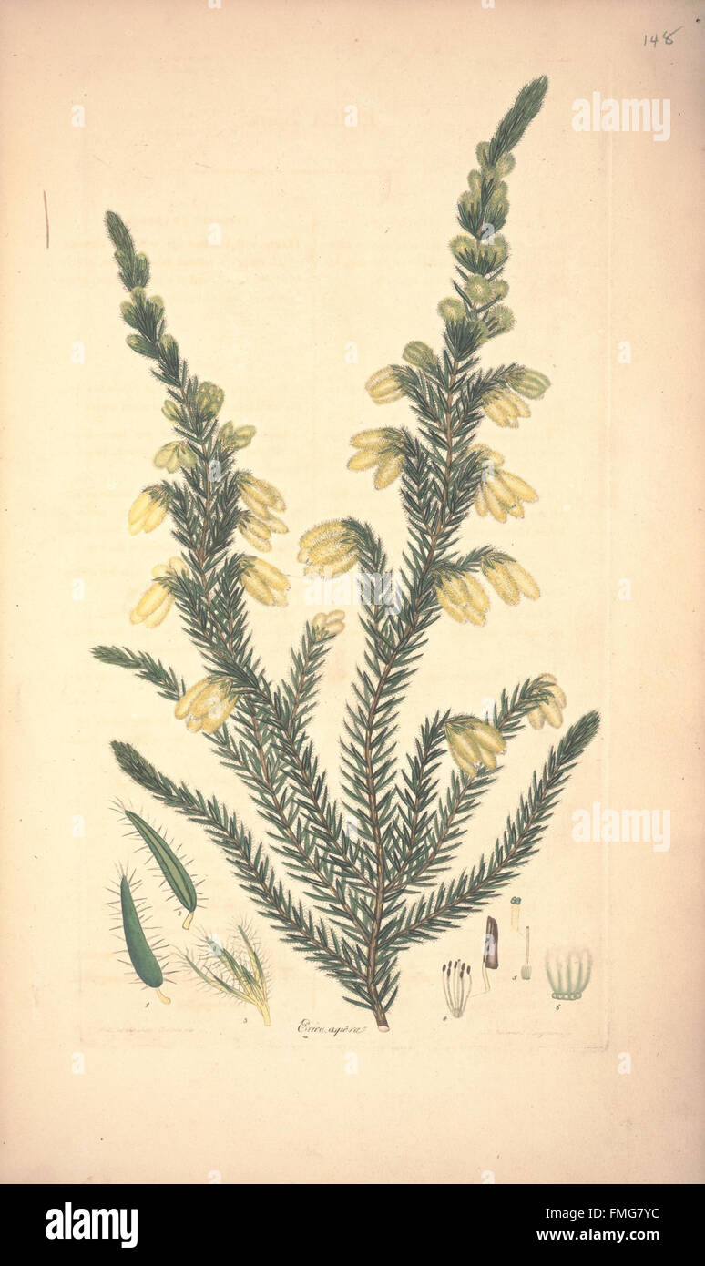 Coloured engravings of heaths (Plate 148 Stock Photo - Alamy