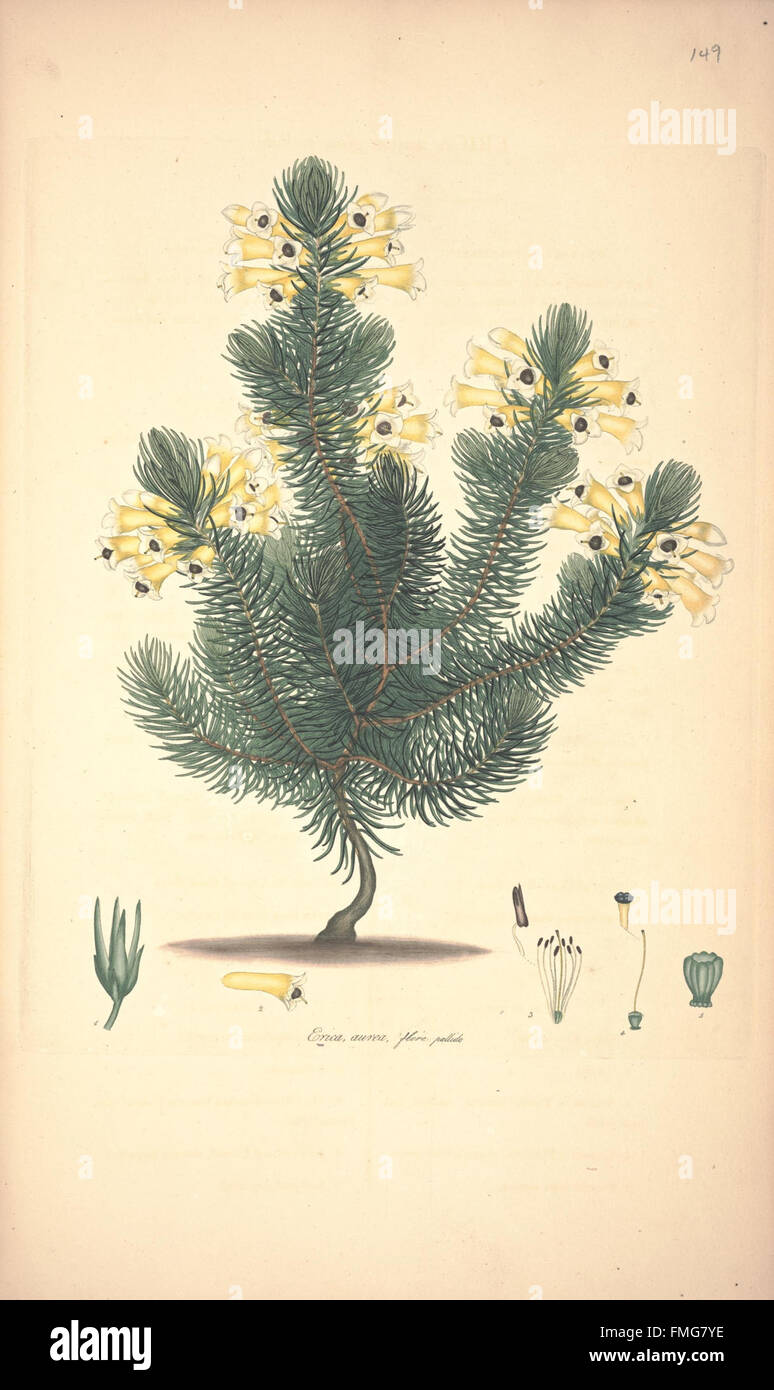 'Coloured Engravings of Heaths' features detailed depictions of various ...