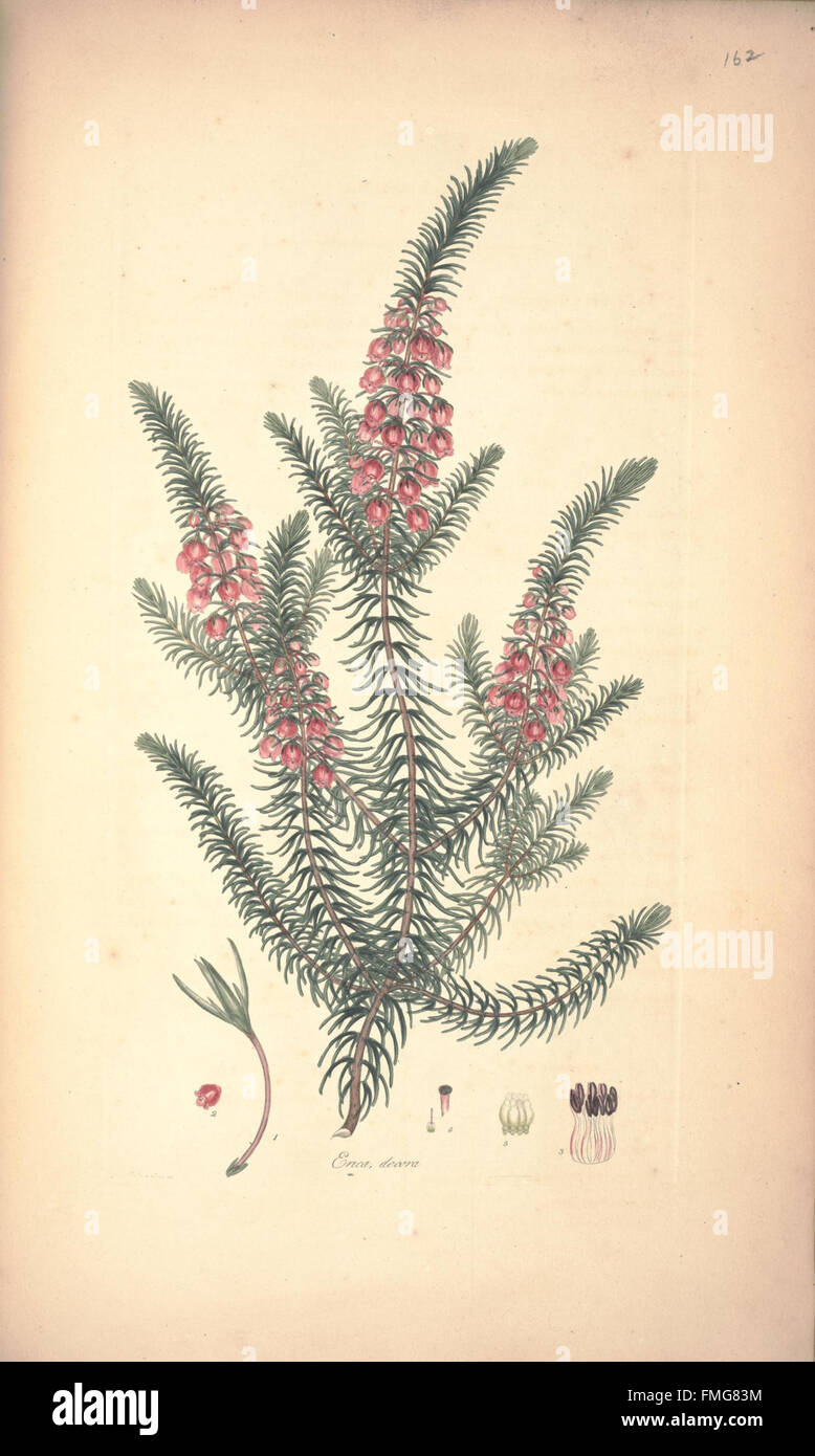 This plate features detailed coloured engravings of various heath ...