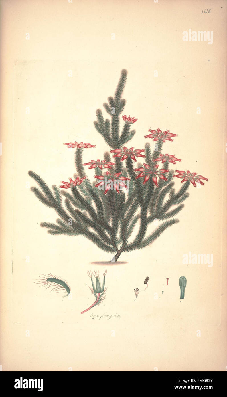 'Coloured Engravings of Heaths' presents a series of detailed ...