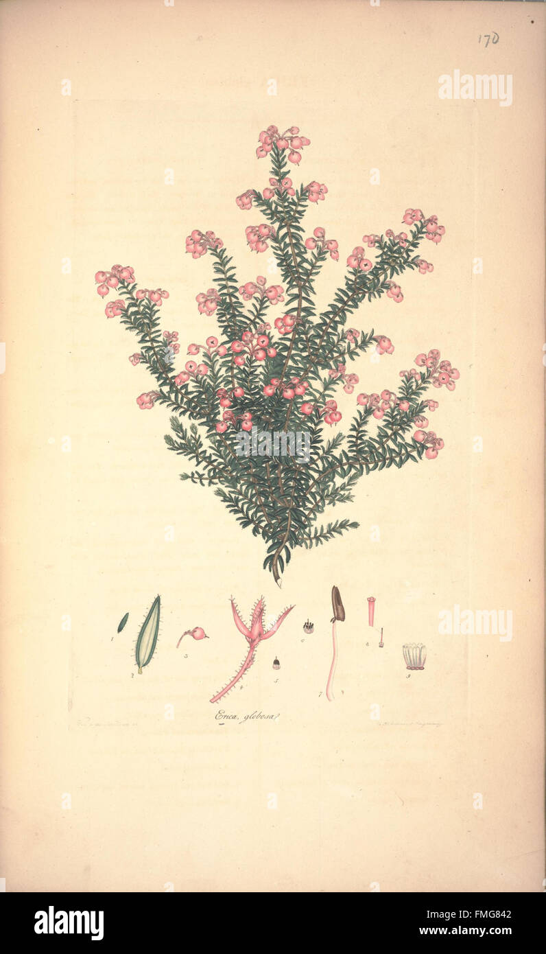 Plate 170 from 'Coloured Engravings of Heaths' displays various species ...