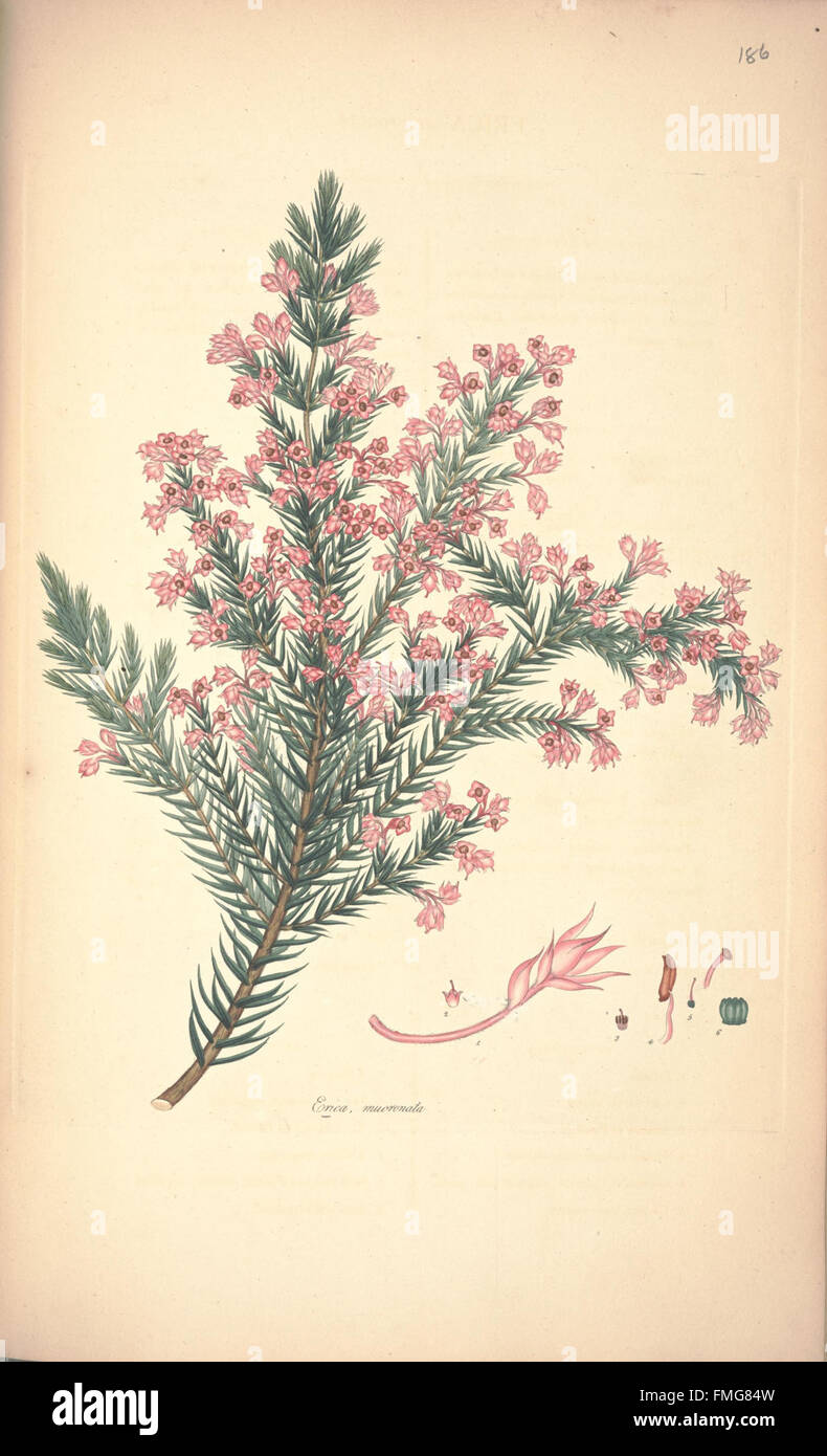 'Coloured Engravings of Heaths' features illustrations of various heath ...