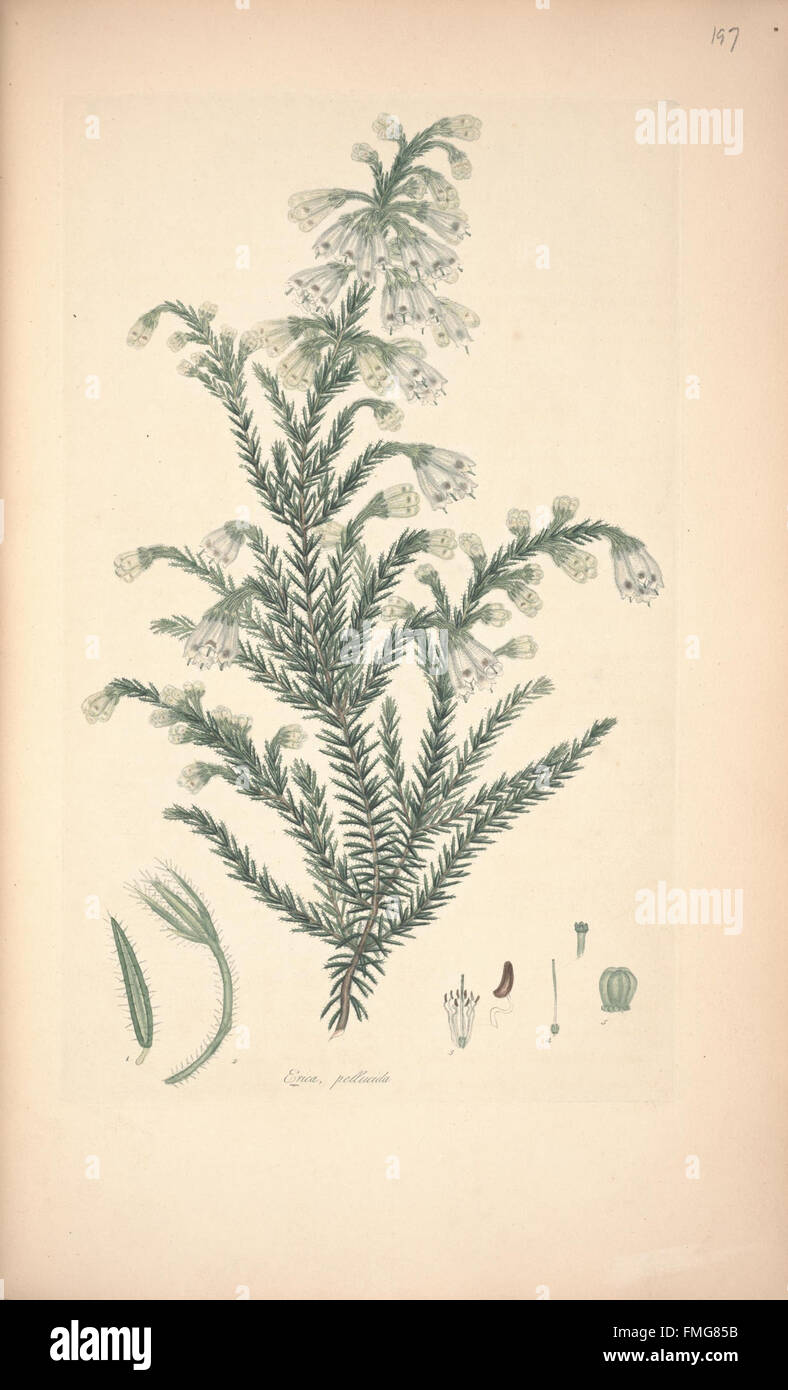 'Coloured Engravings of Heaths' presents detailed, vibrant ...