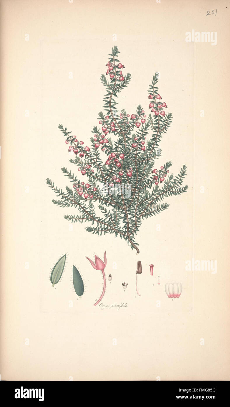 Detailed illustrations of additional botanical structures hi-res stock ...