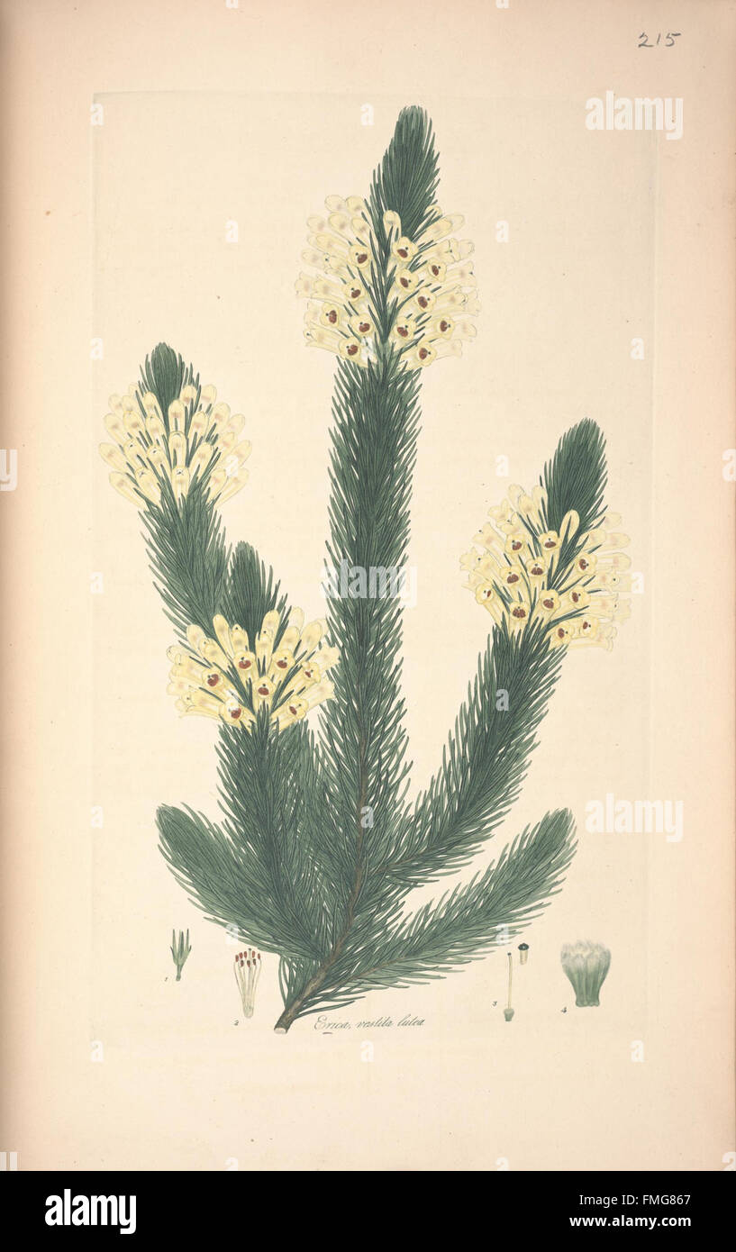 Plate 215 from 'Coloured Engravings of Heaths' features a detailed ...