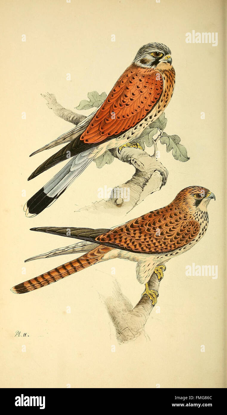 Plate 11 from 'Coloured Illustrations of British Birds and Their Eggs ...