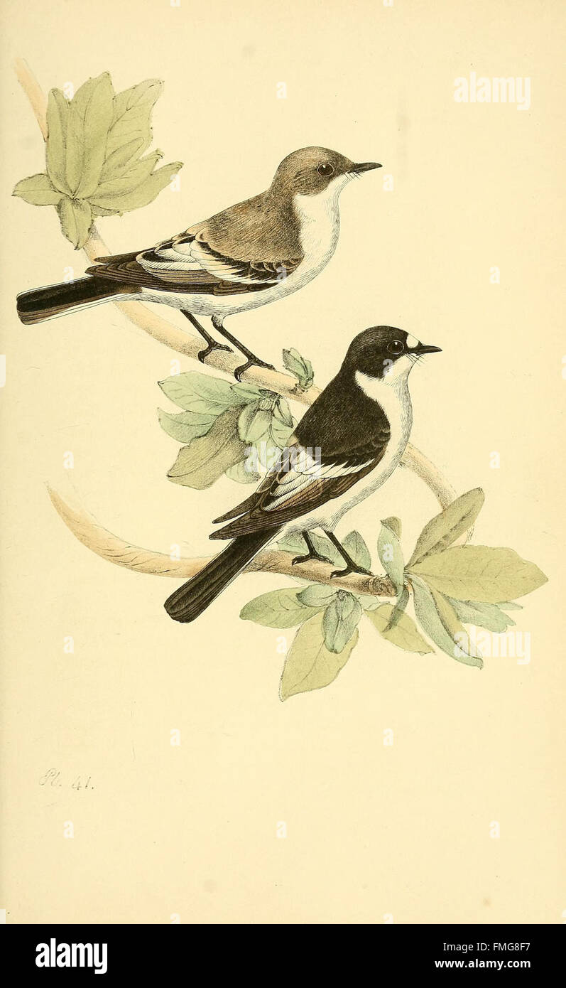 This illustration plate depicts a variety of British bird species along ...