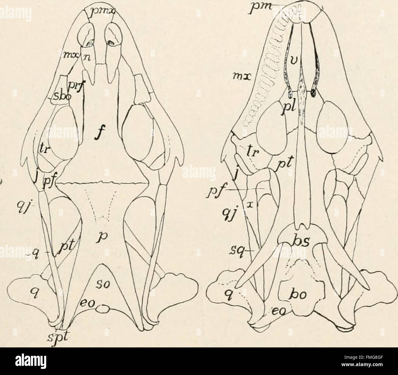 Comparative anatomy of vertebrates hi-res stock photography and images ...