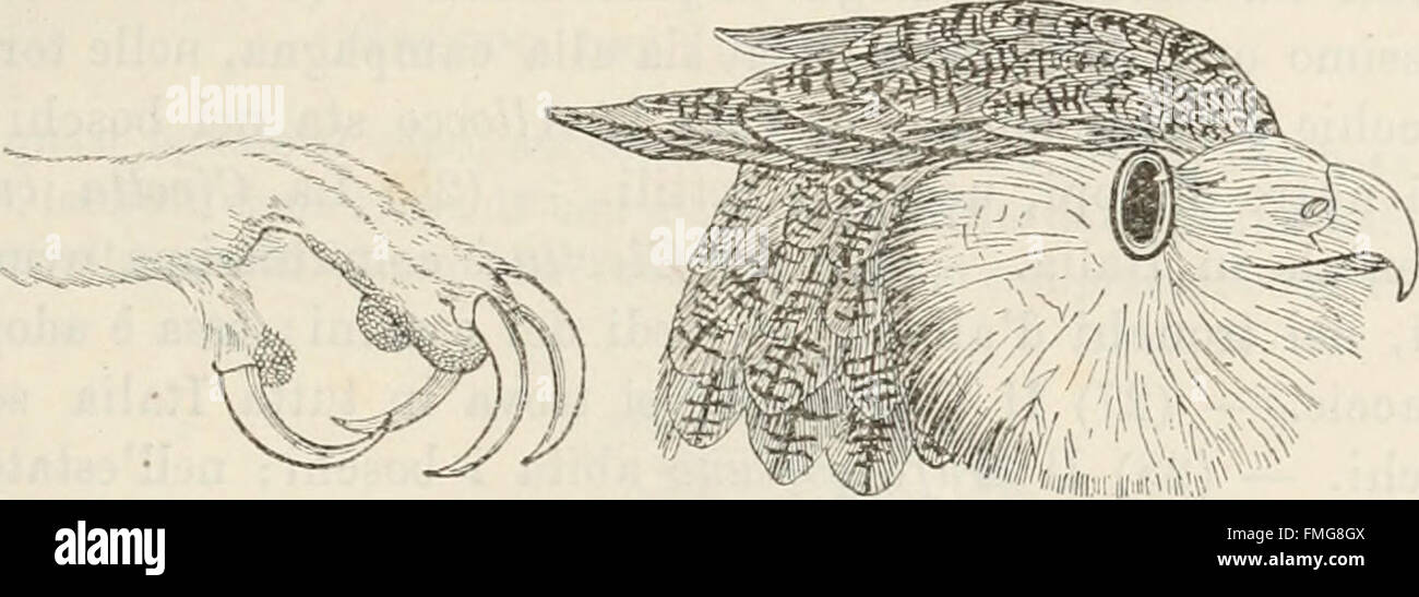 This work provides a detailed description of Italian fauna, offering an ...