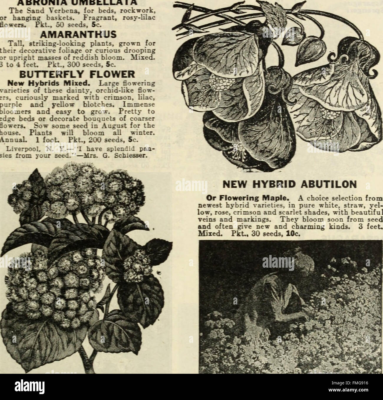 Miss emma hi-res stock photography and images - Alamy