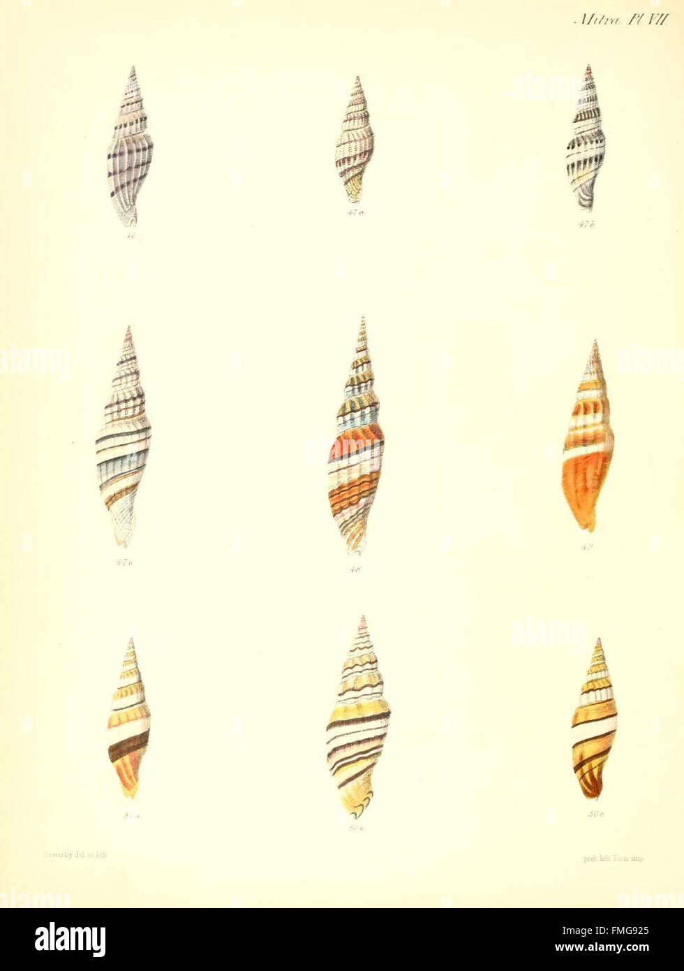 Plate 7 from 'Conchologia Iconica' illustrates various species of ...