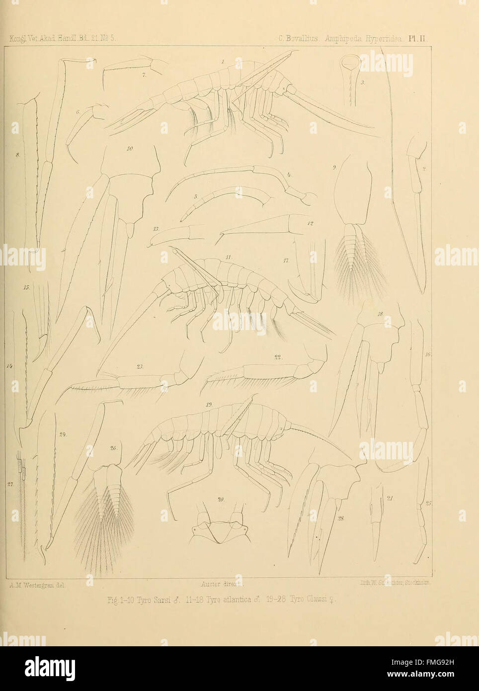 Plate II from 'Contributions to a Monograph of the Amphipoda Hyperiidea ...