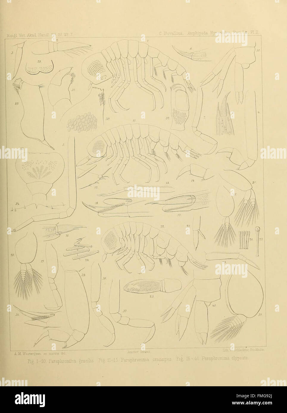 Hyperiidea hi-res stock photography and images - Alamy