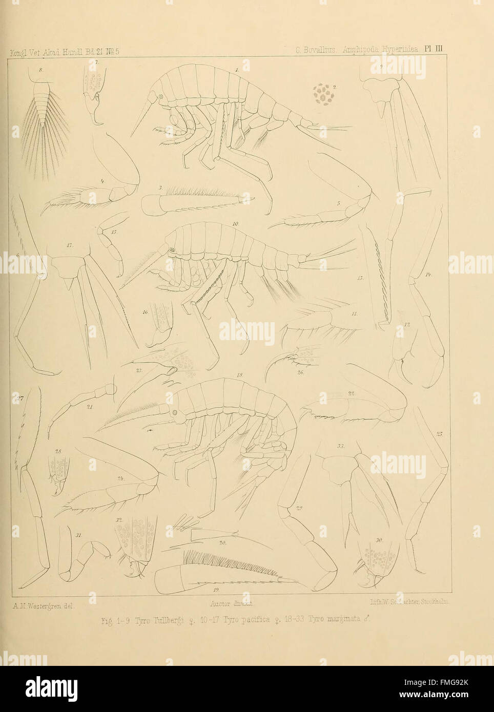 Amphipods anatomy hi-res stock photography and images - Alamy