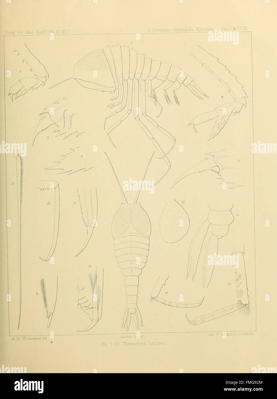 Plate III from 'Contributions to a Monograph of the Amphipoda ...