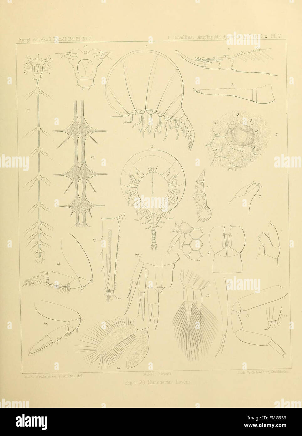Plate V from 'Contributions to a monograph of the Amphipoda Hyperiidea ...