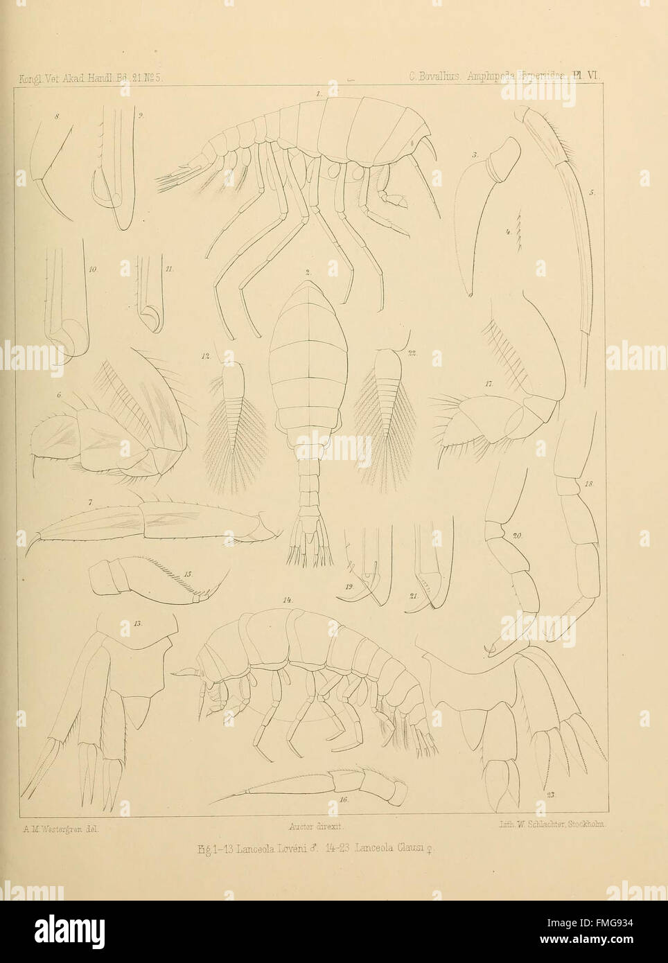 Plate VI from the 'Monograph of Amphipoda Hyperiidea' presents detailed ...