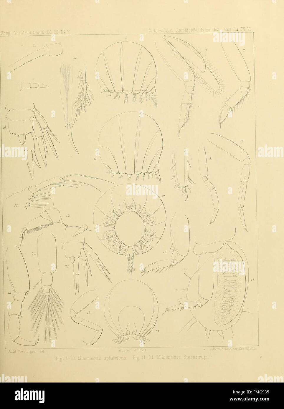 This plate from 'Contributions to a Monograph of the Amphipoda ...