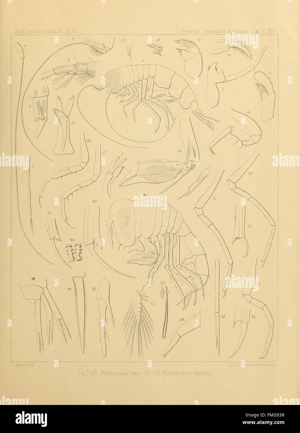 Hyperiid amphipod hi-res stock photography and images - Alamy