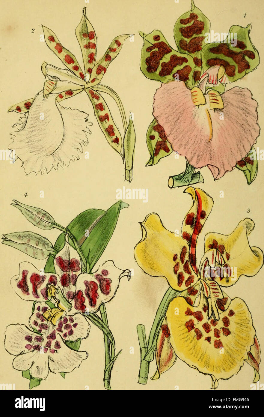 This guide to growing orchids provides detailed descriptions of various ...