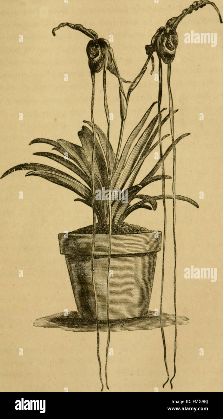 Cool orchids, and how to grow them - with a descriptive list of all the ...
