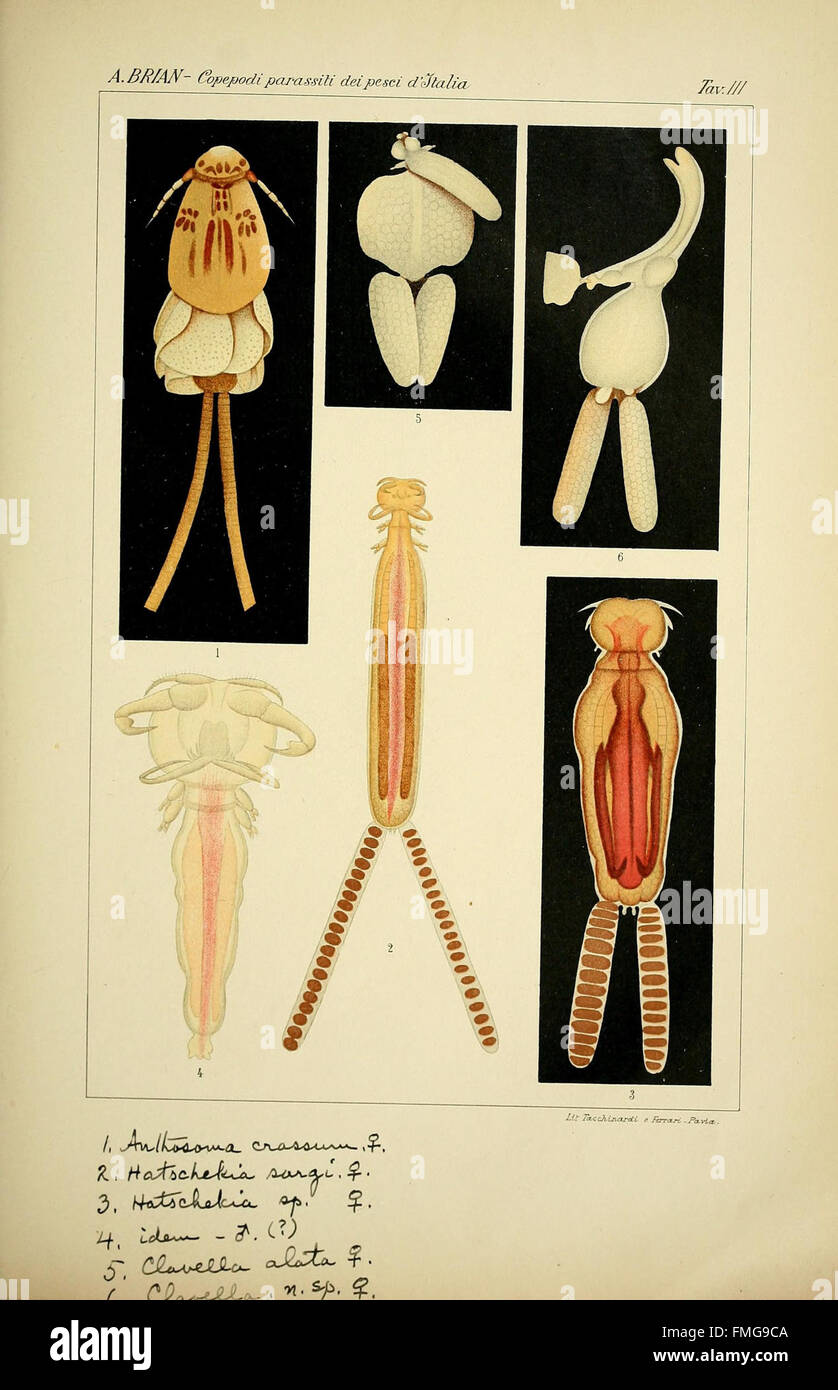 Pesci iii hi-res stock photography and images - Alamy