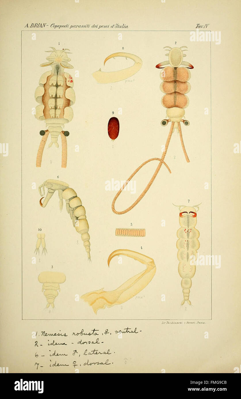 Plate IV from 'Copepodi Parassiti dei Pesci d'Italia' illustrates ...