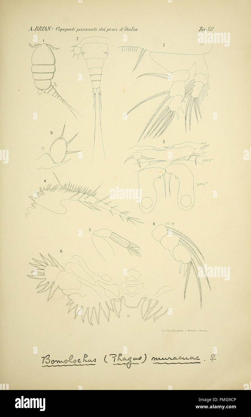 'Copepodi Parassiti dei Pesci d'Italia' examines parasitic copepods ...