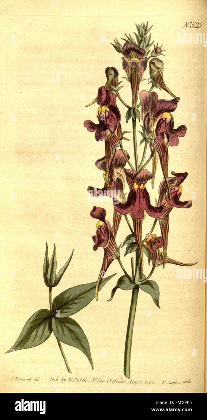 Issue No. 525 of Curtis's Botanical Magazine showcases a selection of ...