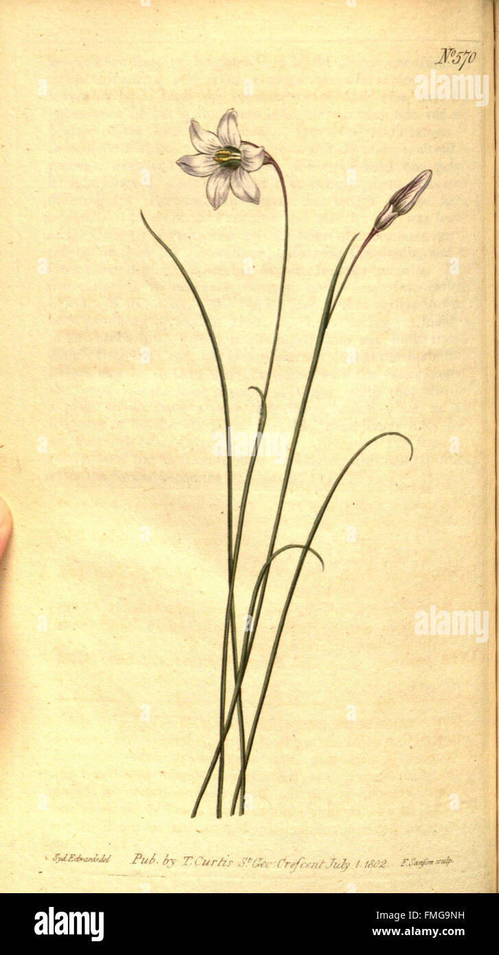 *Curtis’s Botanical Magazine* (No. 570) is a key botanical publication ...