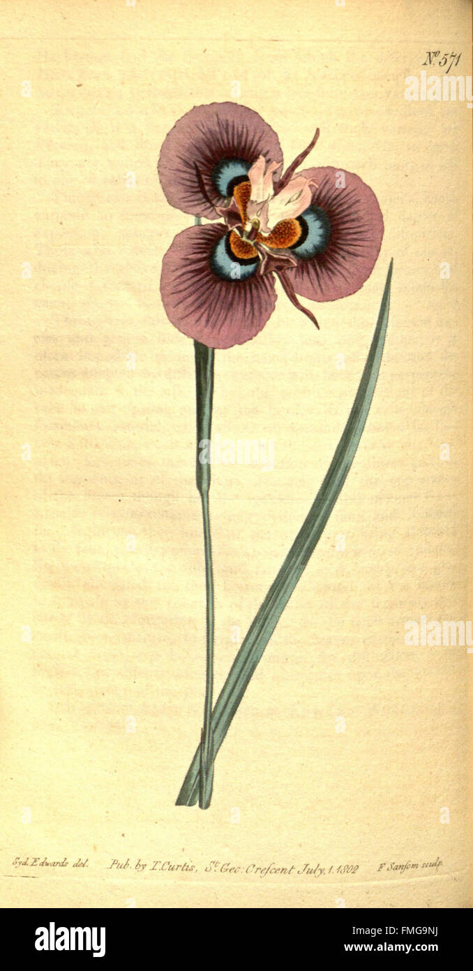 Curtis's botanical magazine (No. 571 Stock Photo - Alamy
