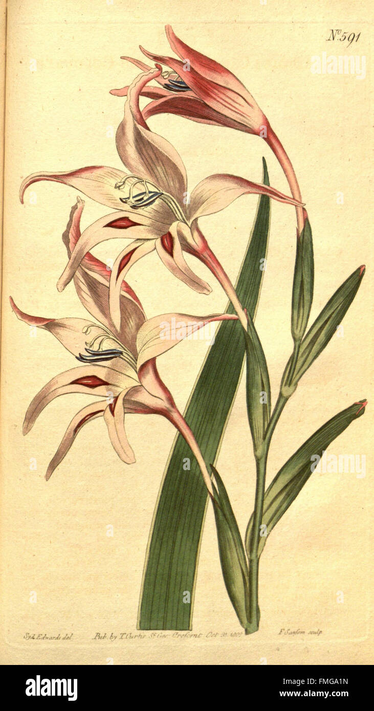 591 h hi-res stock photography and images - Alamy