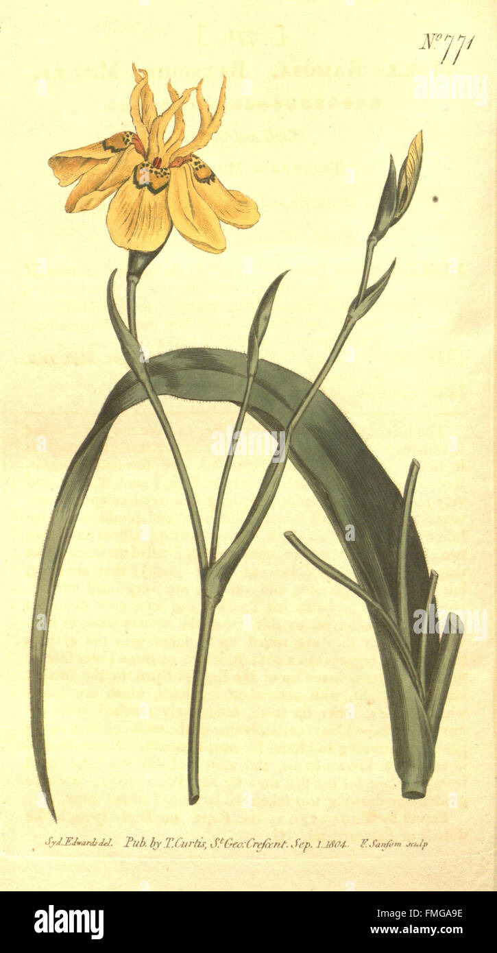 Issue No. 771 of 'Curtis's Botanical Magazine' features detailed ...